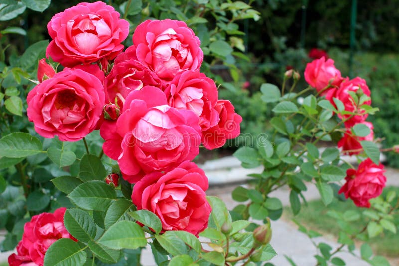 Pink roses in the garden stock photo. Image of plant - 41973552
