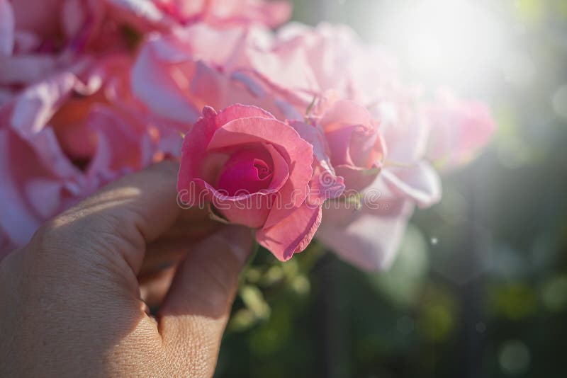Pink Roses in the Garden in the Sun Stock Photo - Image of closeup ...