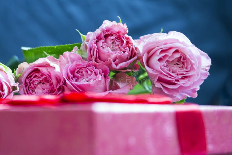 Pink roses on gift stock photo. Image of closeup, love - 108030100