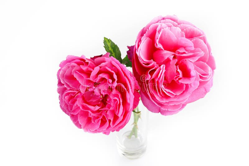 Pink roses in glass stock photo. Image of glass, pink - 44392006