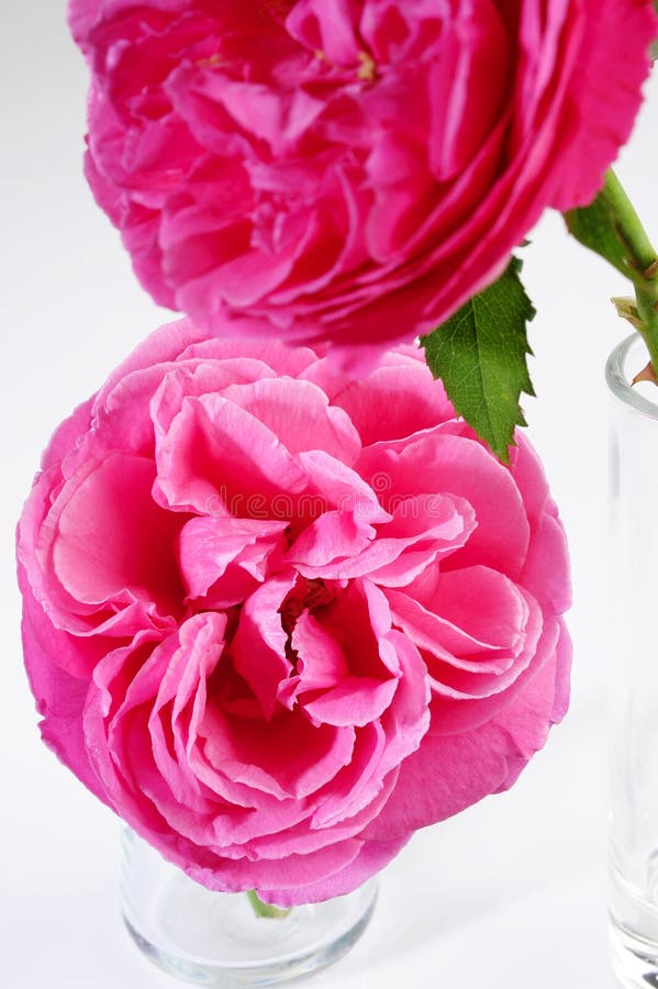 Pink roses in glass stock photo. Image of valentine, macro - 44393708