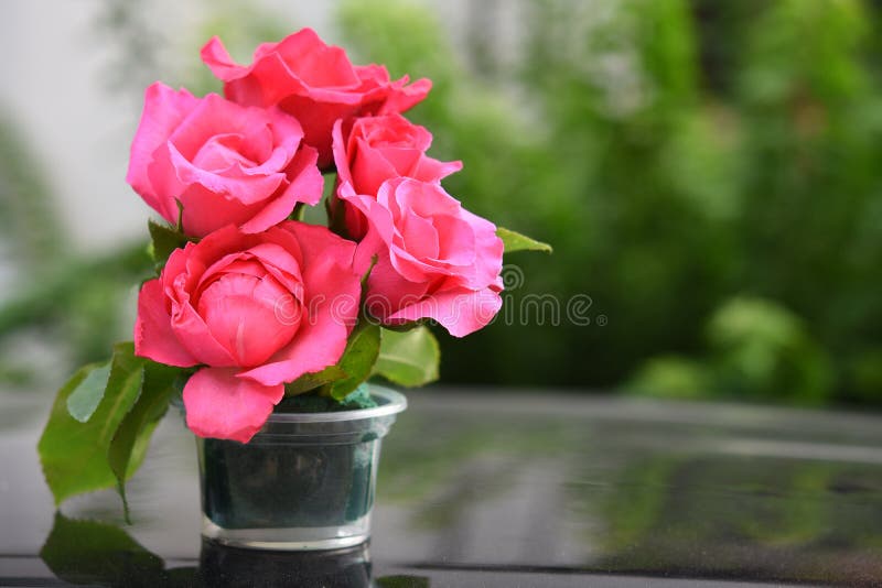 Pink Roses are Placed on a Table in the Garden Stock Photo - Image of ...