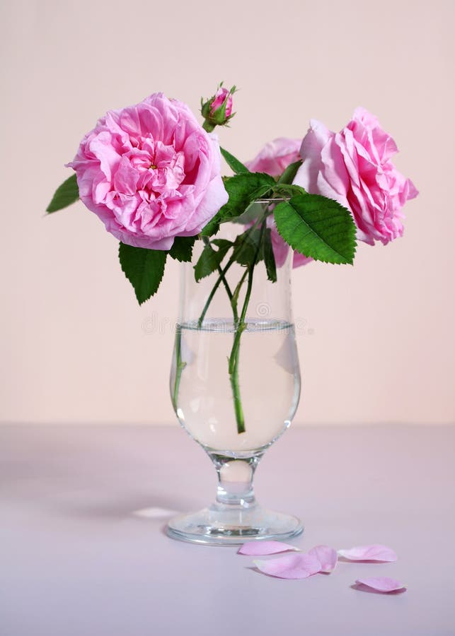 Pink Roses In A Glass Vase Stock Image Image Of Rose Flower 251242657