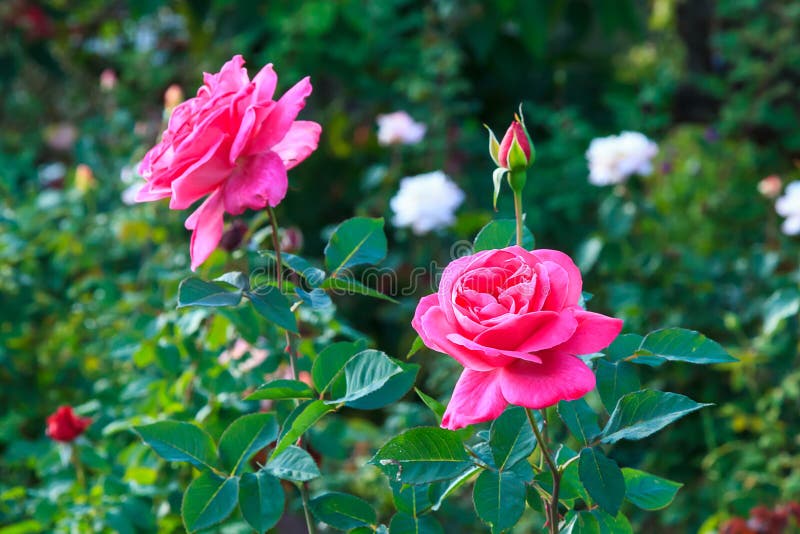 Pink Roses stock photo. Image of deep, freshness, floral - 62516774