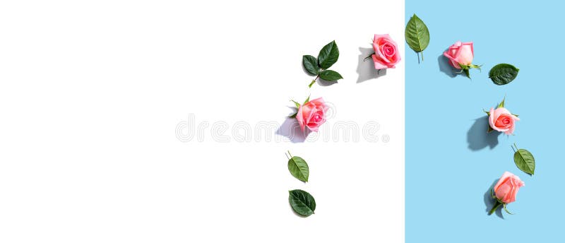 Pink Roses with Green Leaves Overhead View Stock Image - Image of ...