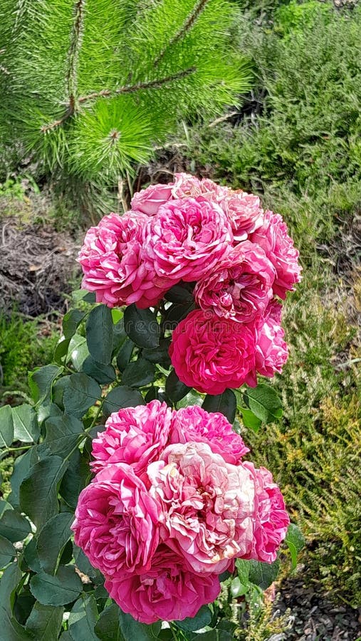 Pink Roses and Greenery Growing in the Garden Stock Photo - Image of ...