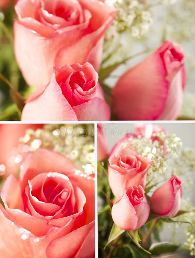 Pink Roses. Greetings Card Concept Stock Image - Image of beauty ...