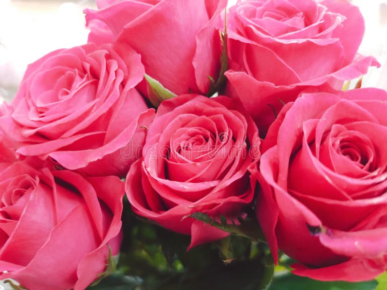 Six roses stock photo. Image of bouquet, leaf, romantic - 262959034