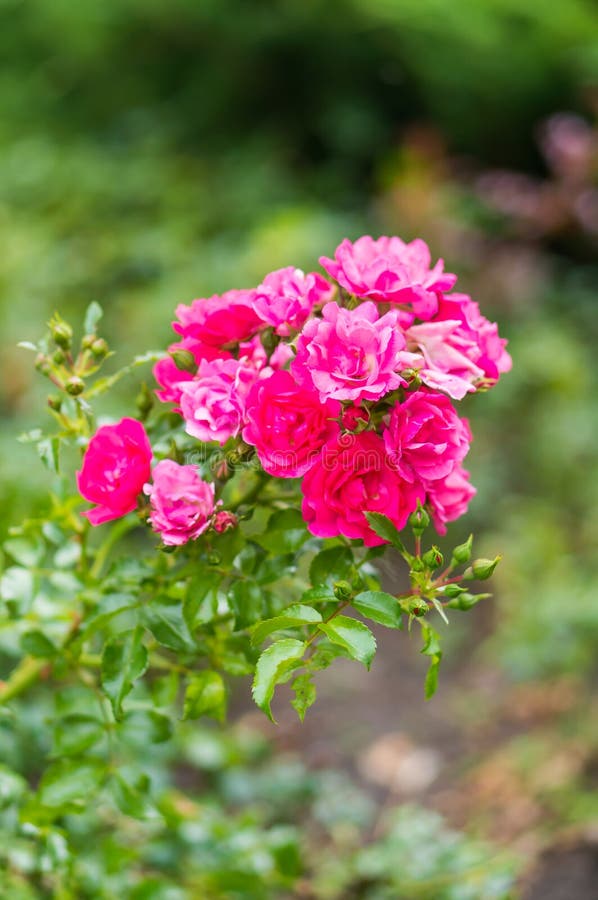 Pink roses group stock photo. Image of petal, color, pink - 97976868
