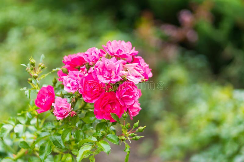 Rose and shrub stock photo. Image of vegetation, nature - 56281110