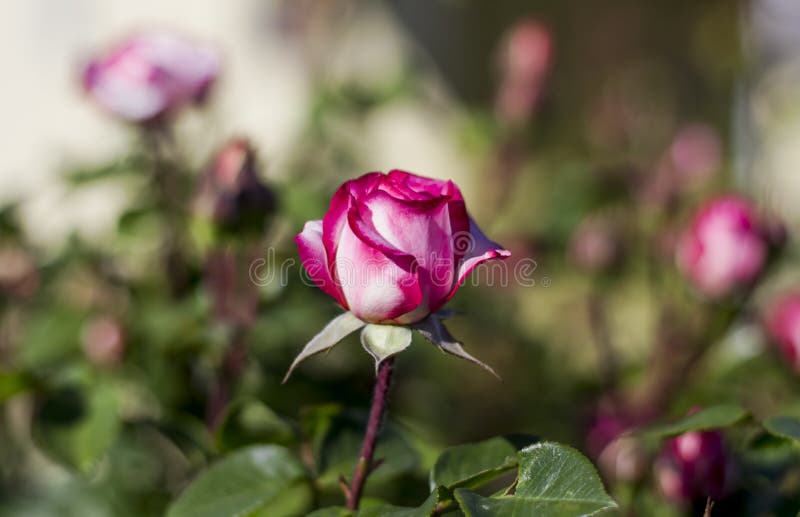 Pink Roses Growing in the Garden in Soft Focus Stock Image - Image of ...