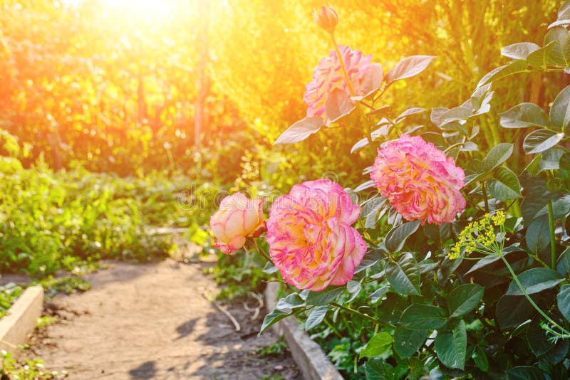 Pink Roses Growing Summer Cottage Warm Summer Day Stock Image - Image ...