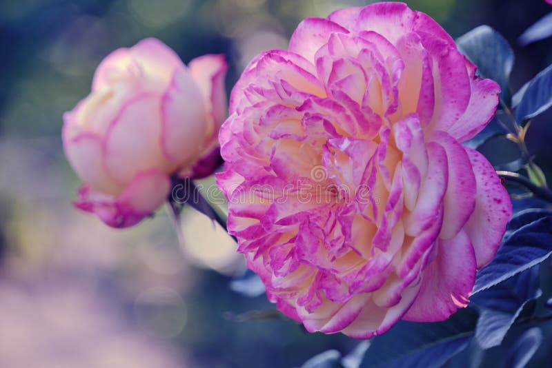 Pink Roses Growing Summer Cottage Warm Summer Day Stock Photo - Image ...