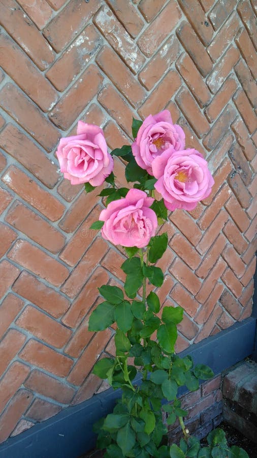 Pink Roses Growing by a Wall in the Day Stock Image - Image of pink ...