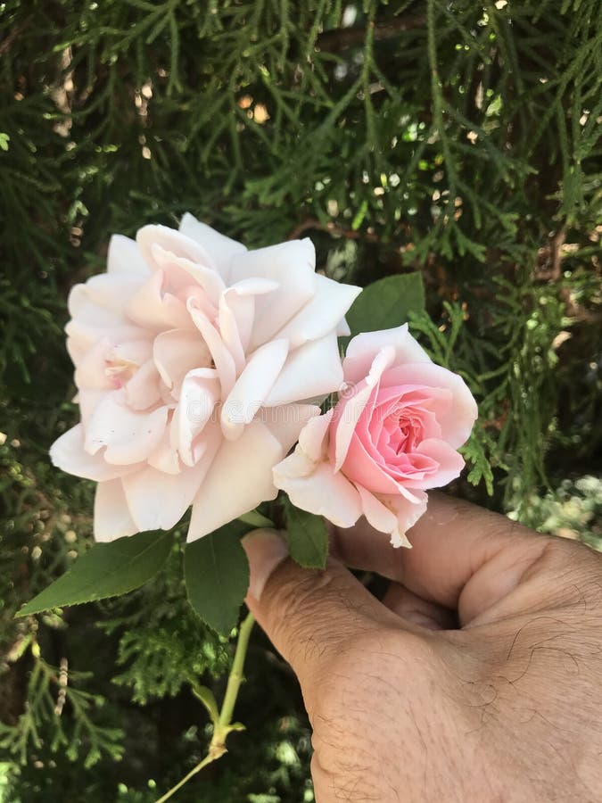 Pink roses in the hand stock photo. Image of pink, habd - 194646724