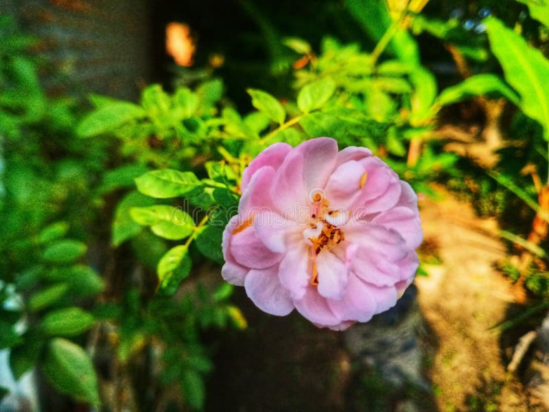 Pink Roses Hanging on the Tree Stems Stock Image - Image of tree, stems ...