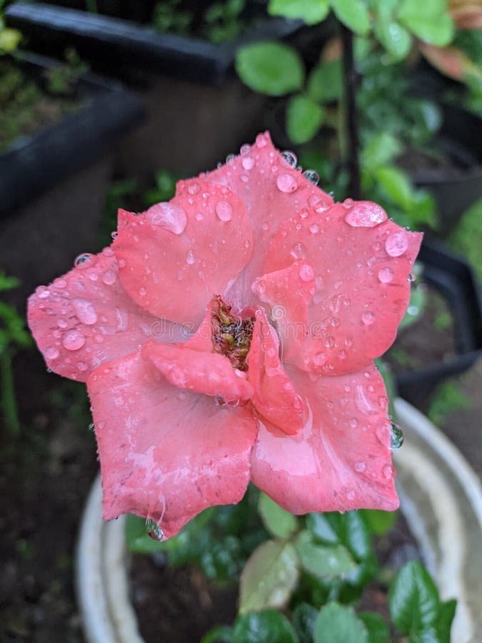 Pink Roses after Heavy Rain Stock Image - Image of pink, roses: 267042213