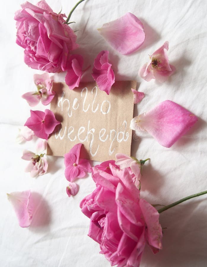 Pink roses stock photo. Image of happy, postcard, flowers - 74144904