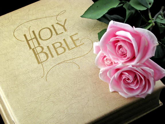 Pink roses on holy bible stock photo. Image of blossoming - 9849286