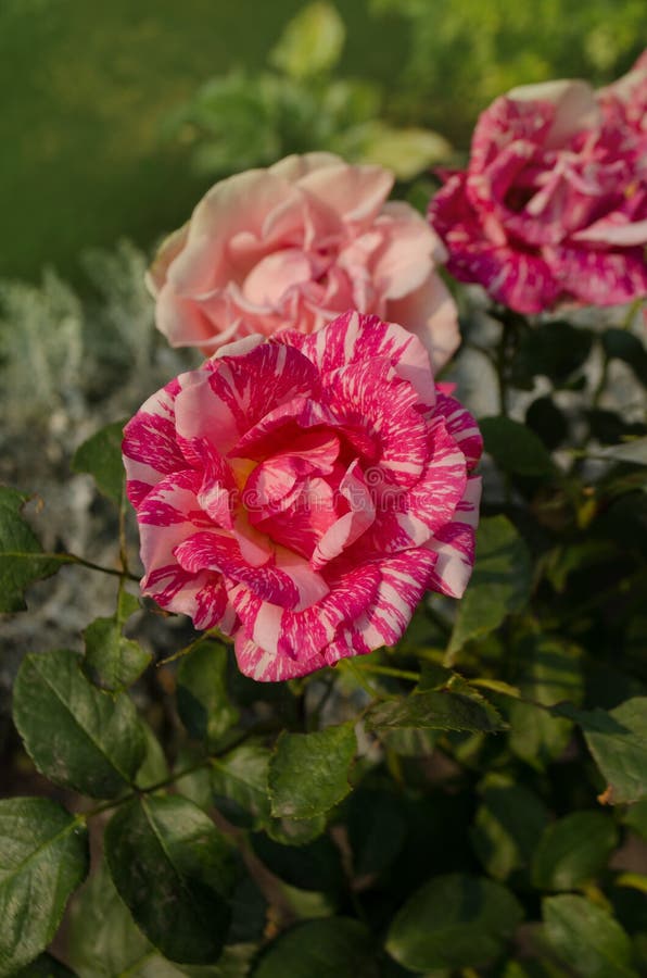 Pink roses Pink Intuition stock photo. Image of natural - 190858454