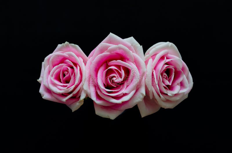 Pink Roses Isolated on Black Background Stock Image - Image of floral ...