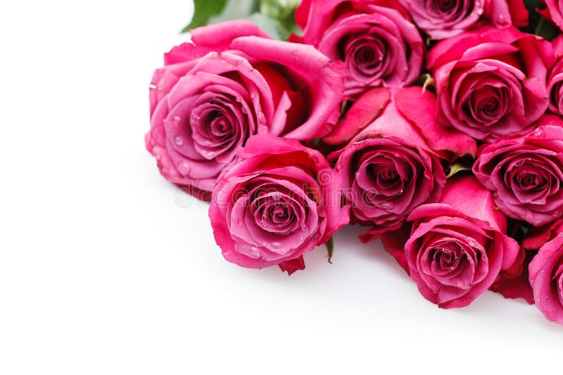 Pink Roses Isolated on White Stock Photo - Image of garden, bouquet ...