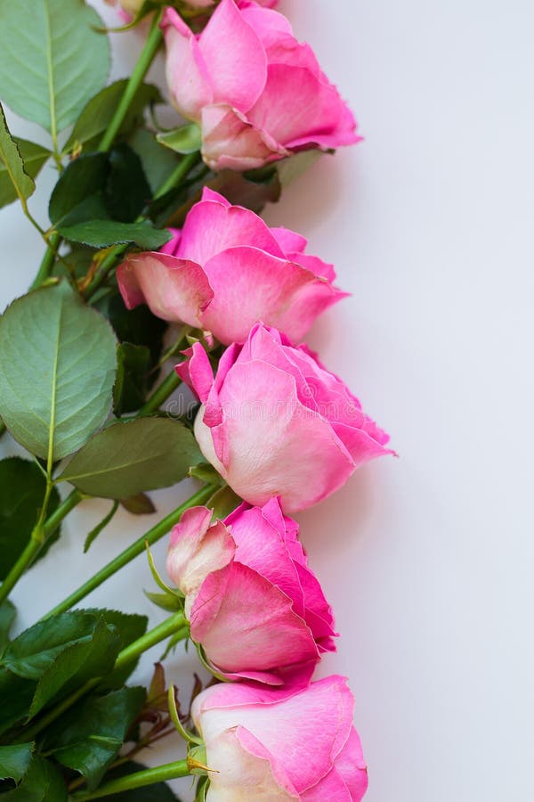 Pink Roses Lay in a Row on a White Table Stock Image - Image of rose ...
