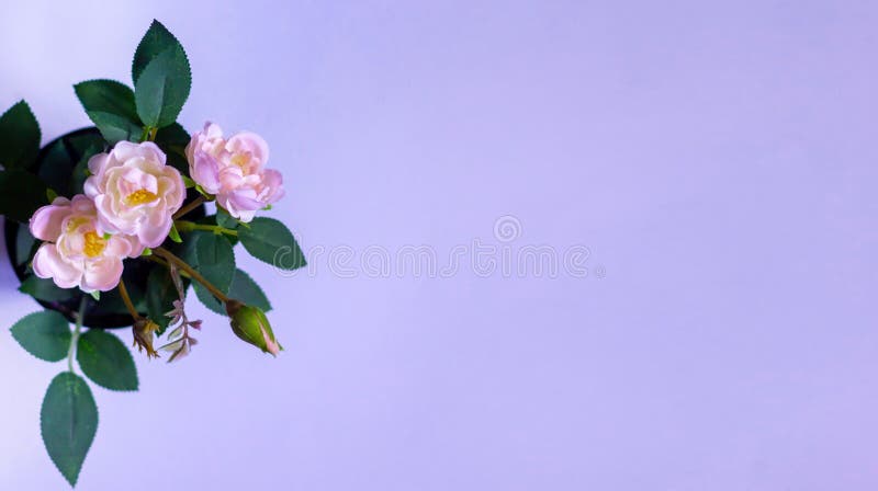 Pink Roses on a Light Lilac Background. View from Above Stock Photo ...
