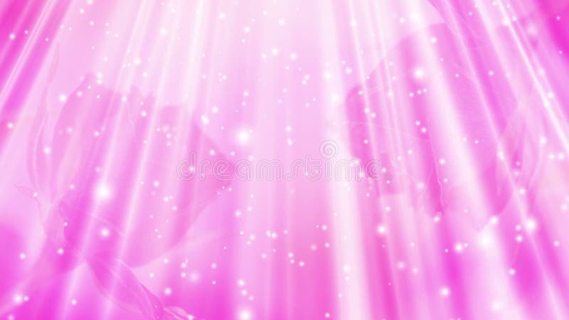Pink Roses Bloom on a Light Background Stock Footage - Video of gentle ...