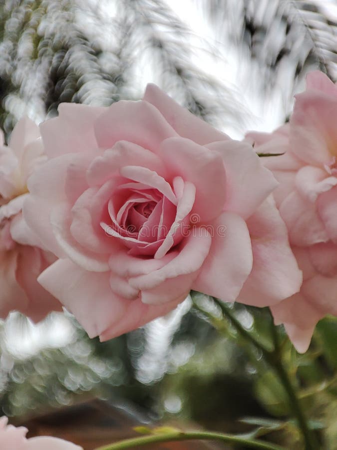 Pink roses love stock image. Image of plant, peony, flower - 221387843