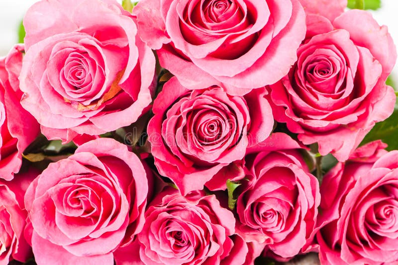 Most Beautiful Pink Flowers Wallpapers