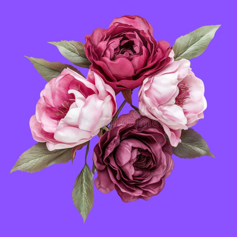 Pink Roses and Maroon Peony on a Transparent Background Stock Image ...