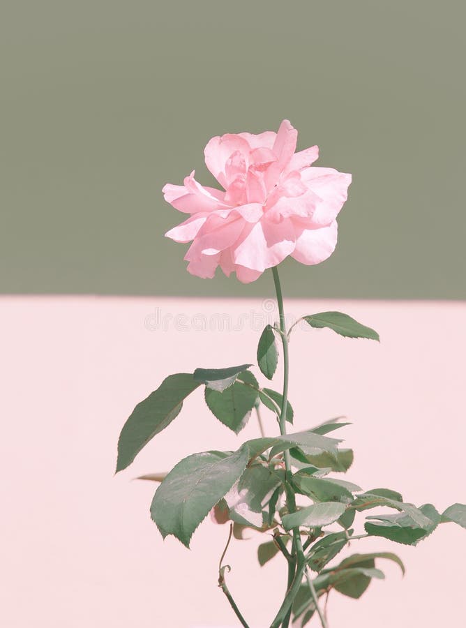 Pink Roses Minimal Wallpaper. Bloom Flowers Spring Summer Concept Stock ...