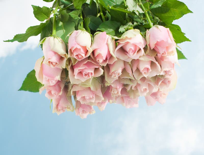 Pink roses on a mirror. stock photo. Image of romance - 19075466