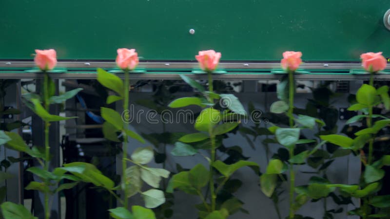 Peach Pink Roses Move on a Sorting Machine. Stock Video - Video of ...