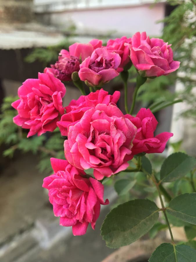 Pink Roses stock image. Image of roses, light, pink - 195969821