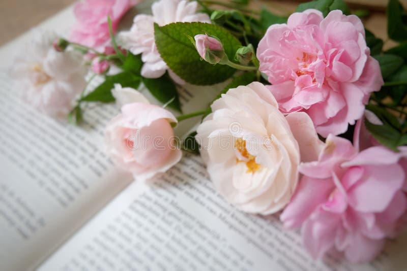 Pink Roses on Open Book Blurred Stock Photo - Image of page, blurry ...