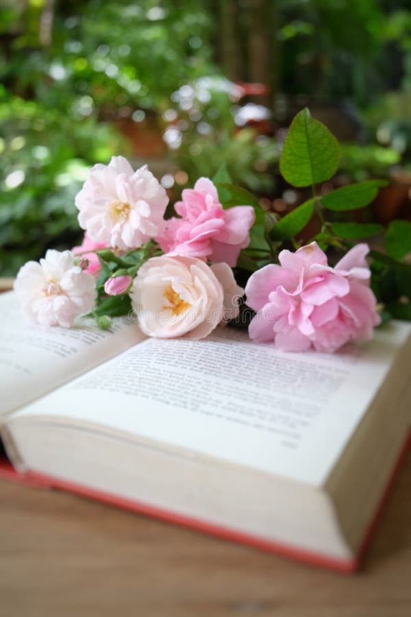 Pink Roses on Open Book Blurred Stock Image - Image of blurred, book ...