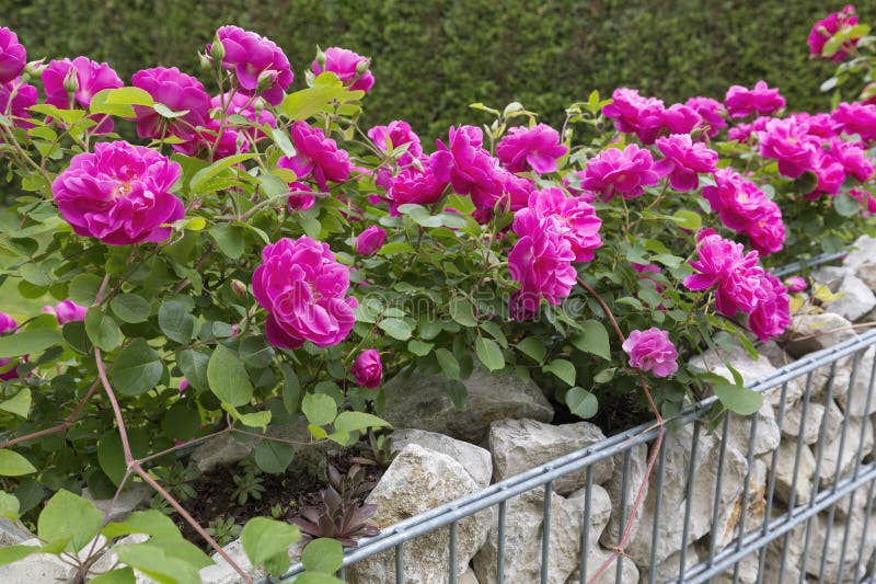 Pink Roses Outside in a Garden Stock Photo - Image of nature, plant ...