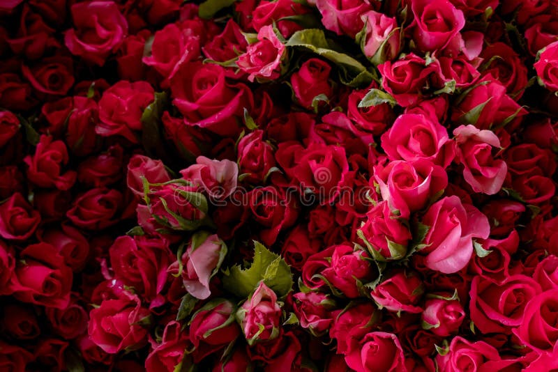 Pink Roses Pattern, Love and Valentine Concept Stock Image - Image of ...