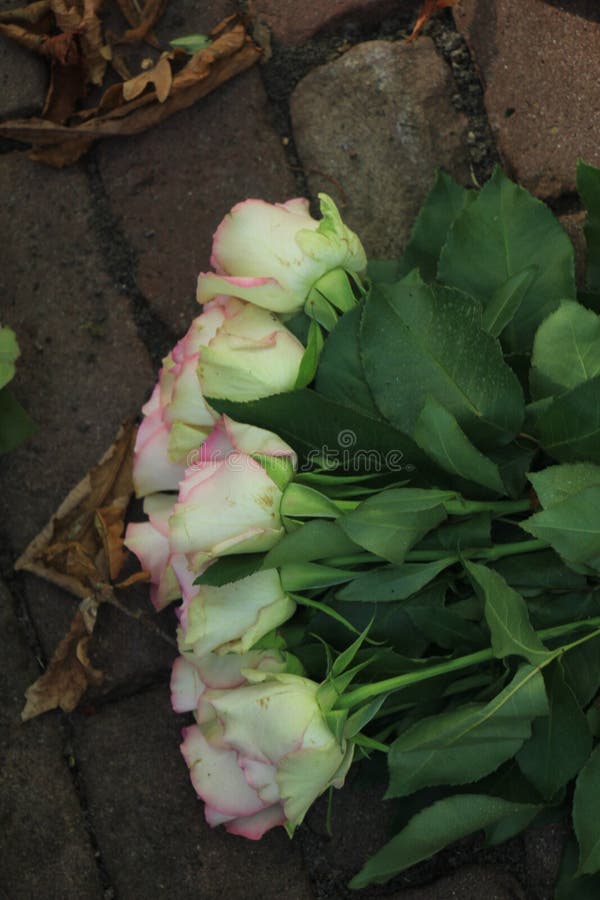 Pink roses on pavement stock photo. Image of mourning - 91793552