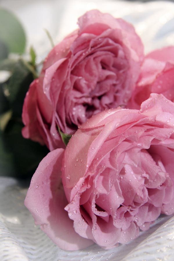 Pink roses stock image. Image of droplet, three, droplets - 250247455