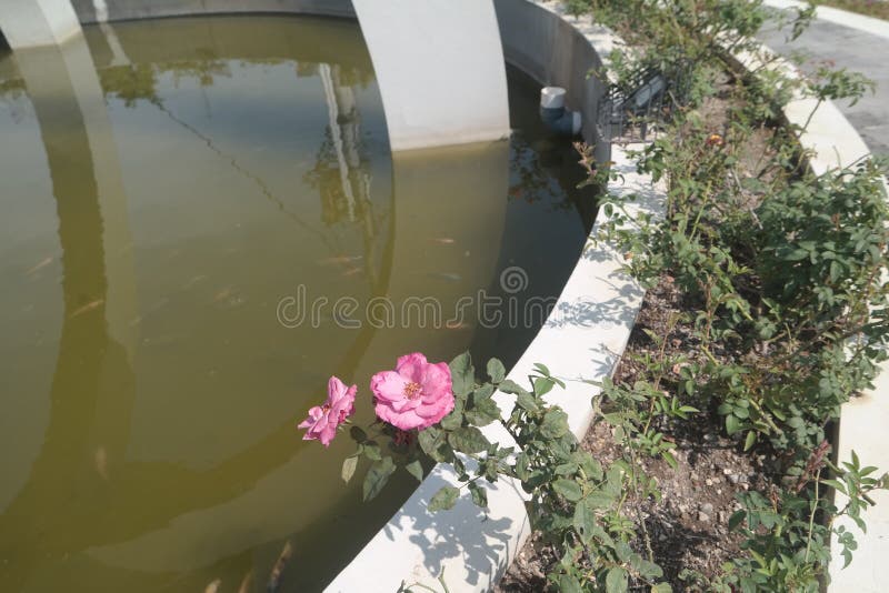 Roses beside the pool stock photo. Image of vehicle - 223043478