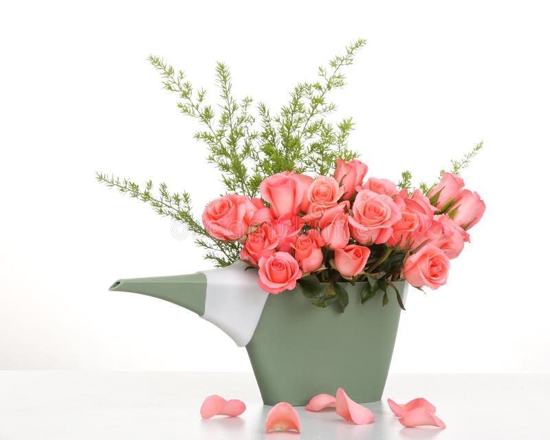 Pink Roses in a Plastics Watering Can Stock Photo - Image of flower ...