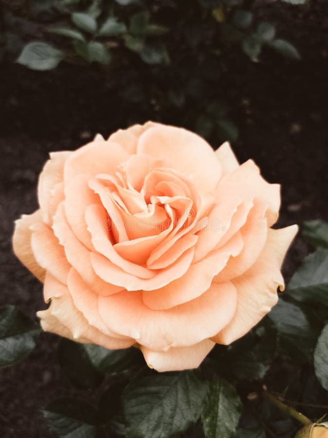 Pink roses in Poland stock photo. Image of park, pinkflower - 185959630