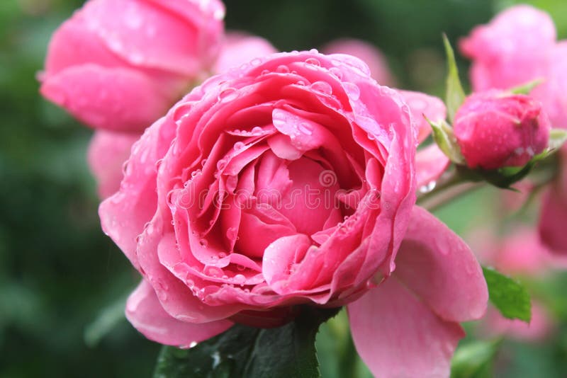 Pink roses after the rain stock photo. Image of waterdrops - 21540980