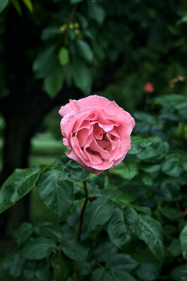 Pink Roses with Rain Drops on it in a Bush Seen Up Close Stock Image ...