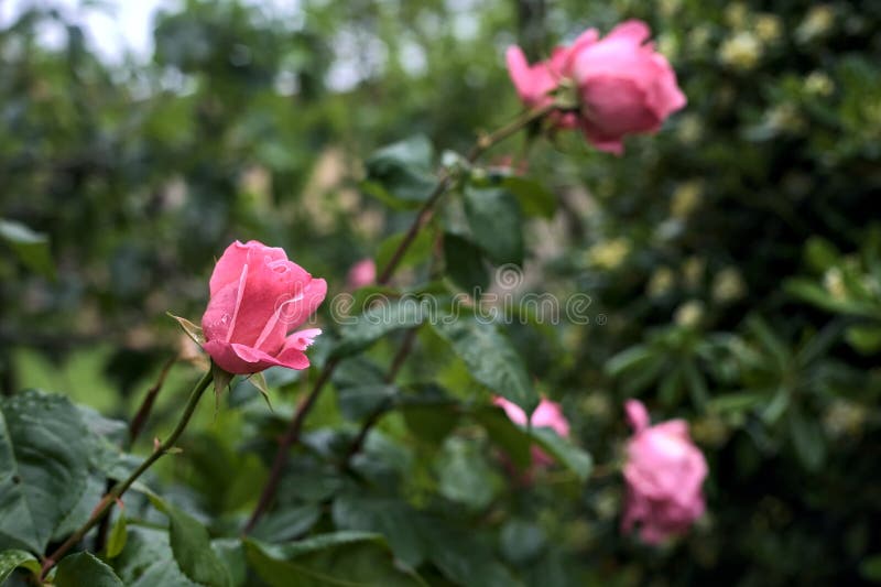 Pink Roses with Rain Drops on it in a Bush Seen Up Close Stock Image ...
