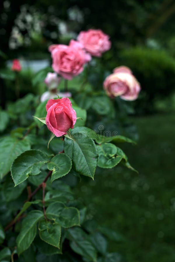 Pink Roses with Rain Drops on it in a Bush Seen Up Close Stock Photo ...