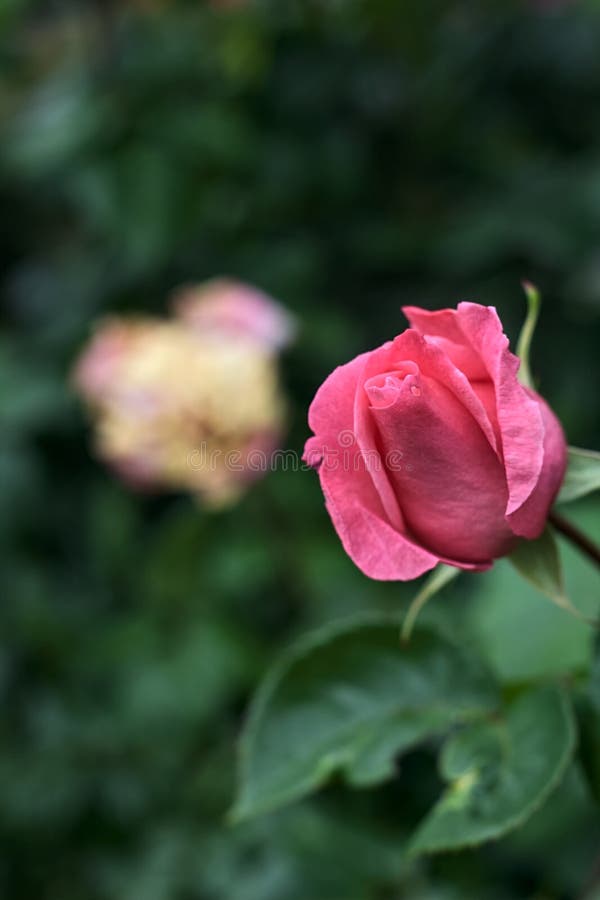 Pink Roses with Rain Drops on it in a Bush Seen Up Close Stock Photo ...